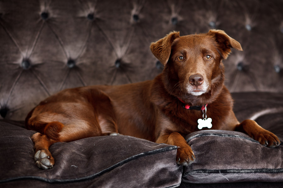 Dog Portrait Photography in South London | Chocolate Labrador - Collie ...